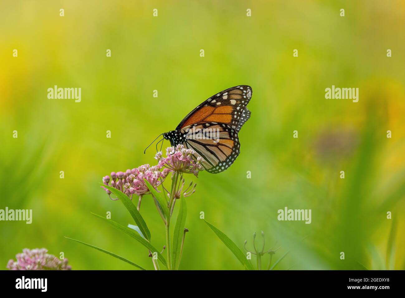 monarch butterfly on swamp milkweed Stock Photo - Alamy
