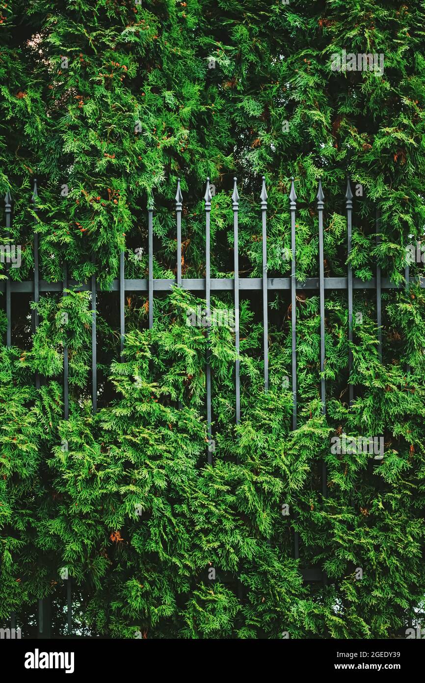Green plant wall and fence as plant texture, nature background and ...