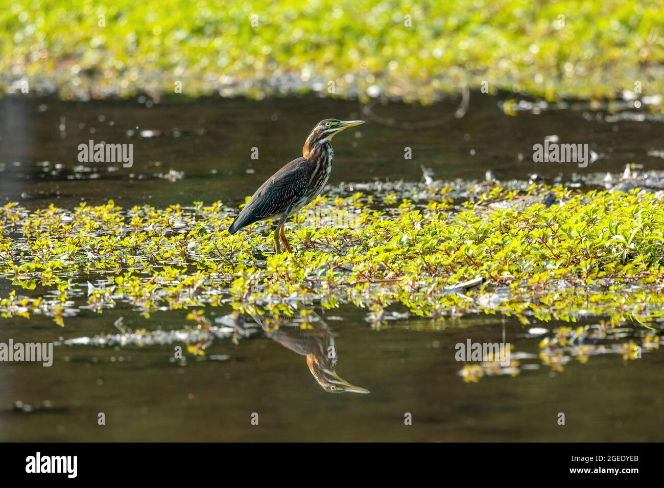 green heron reflection Stock Photo - Alamy
