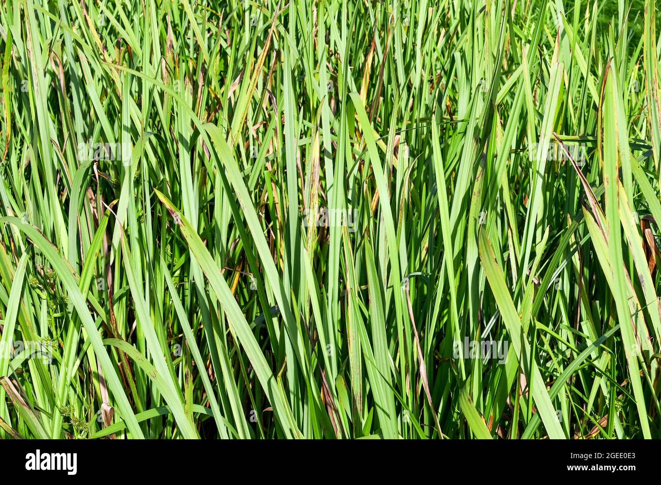 Long grass texture hi-res stock photography and images - Alamy