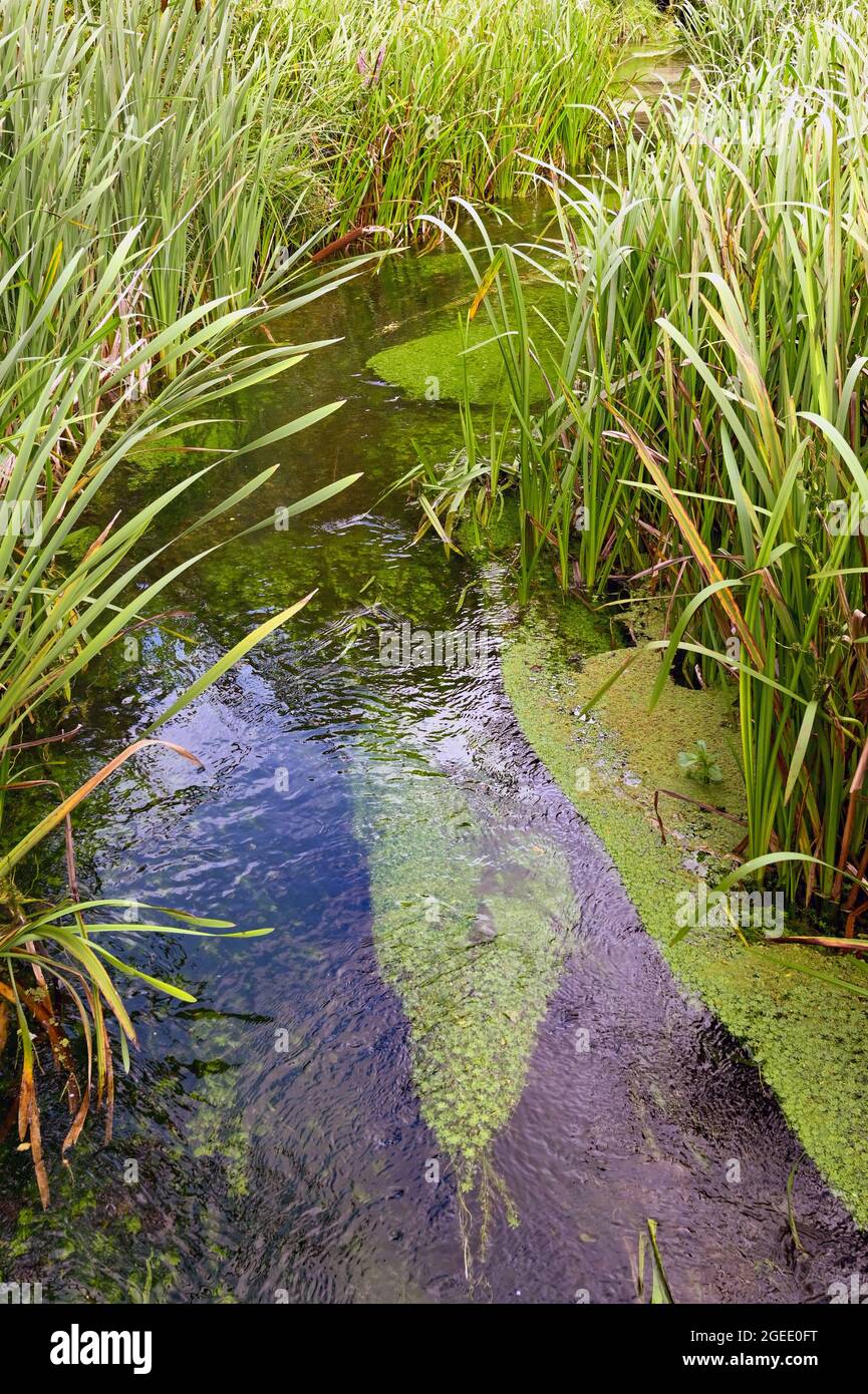 Grass on riverbank hi-res stock photography and images - Alamy
