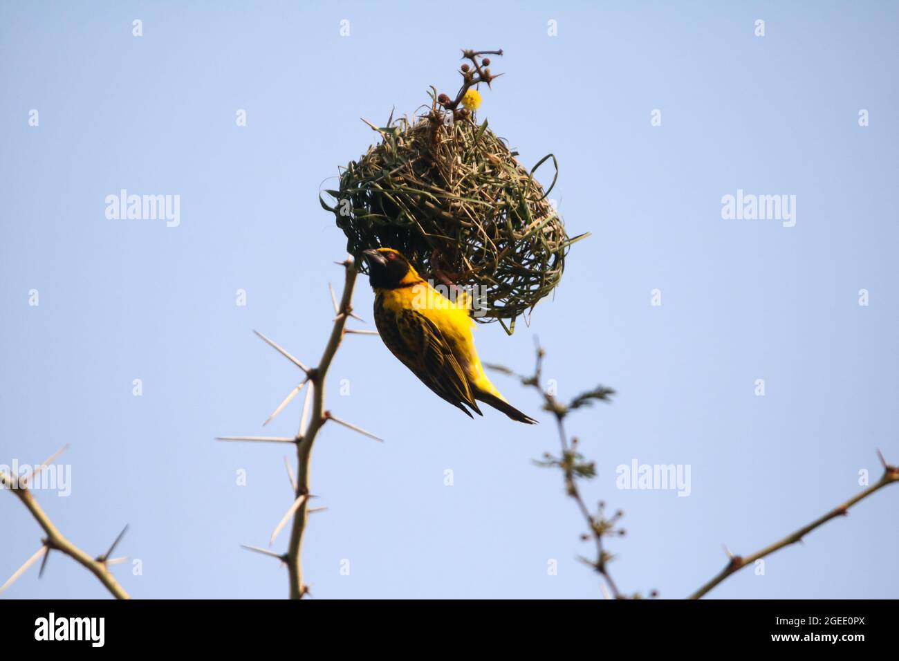 African southern masked Weaver bird building nest in South Africa ...