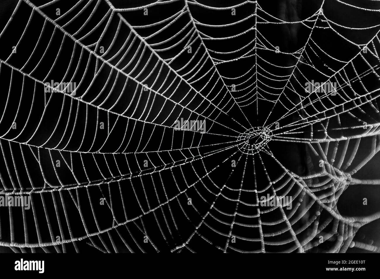 Spider mesh on a dark background Stock Photo - Alamy