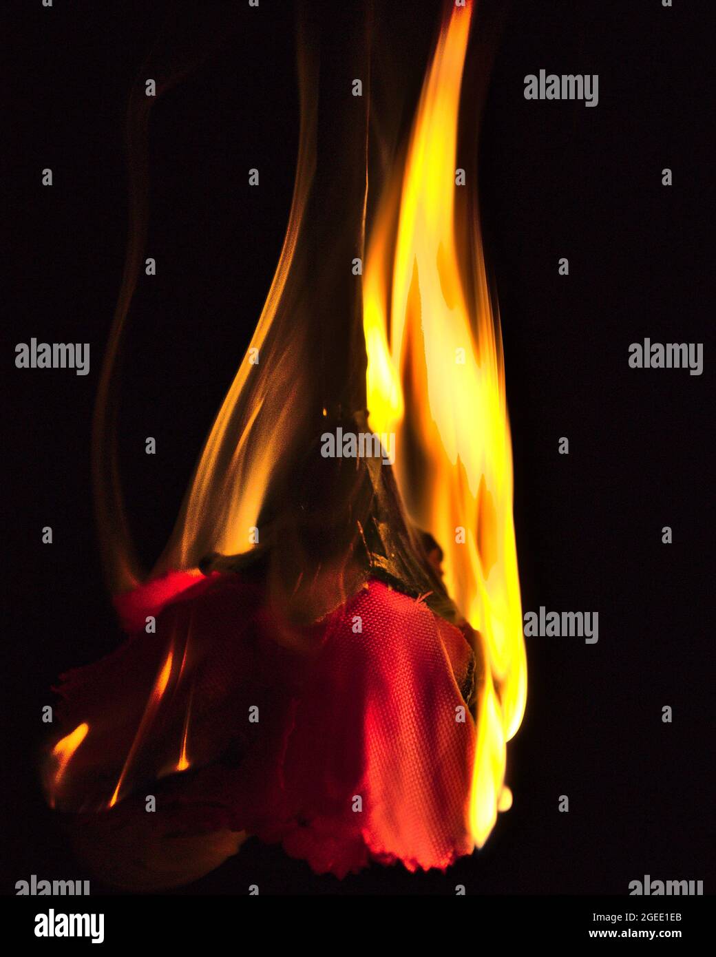 Vertical shot of the red rose on fire flames shot in a studio with a ...