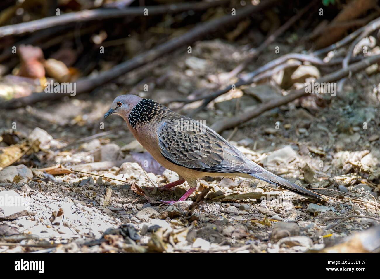 The spotted dove (Spilopelia chinensis) is a small and somewhat long ...