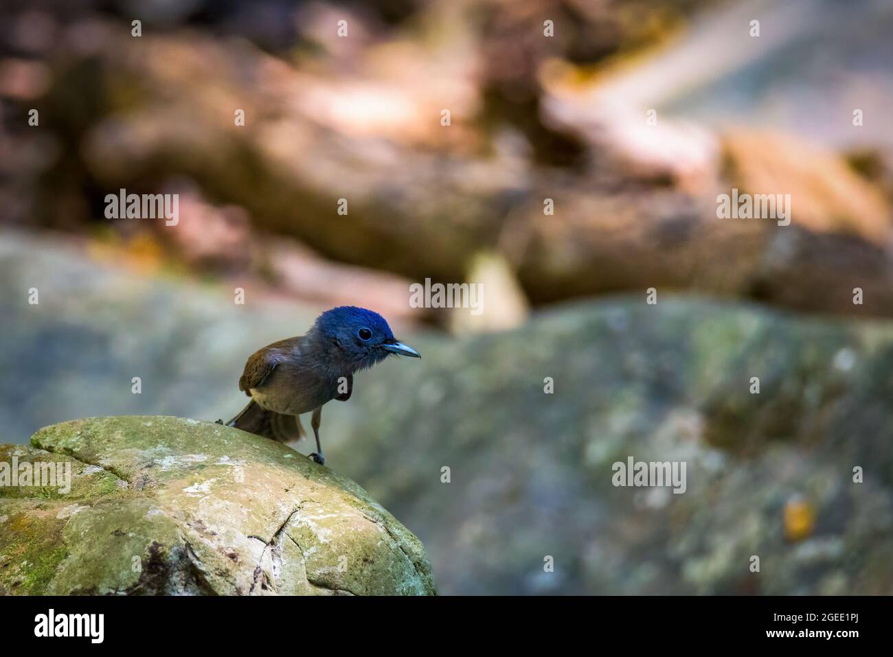 beautiful bird in Thailand, Black-naped Monarch Stock Photo - Alamy