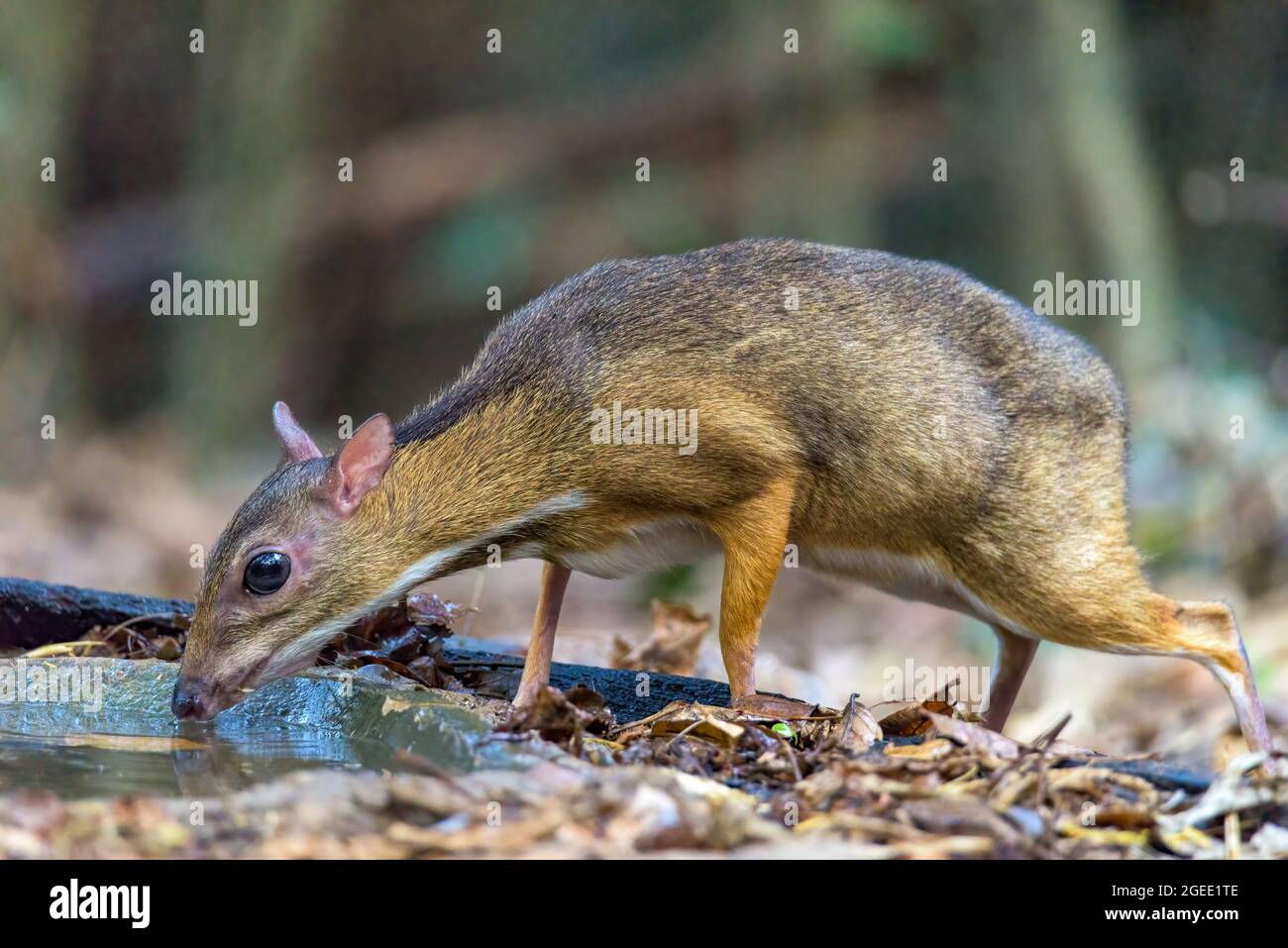 Lesser malay mouse deer hi-res stock photography and images - Alamy