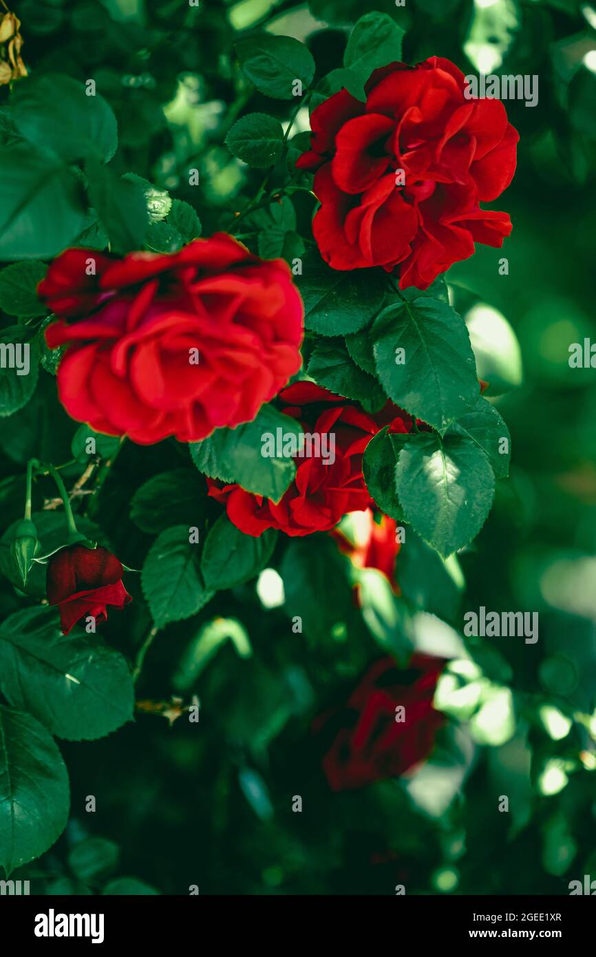 Red roses in beautiful flower garden as floral background Stock Photo ...