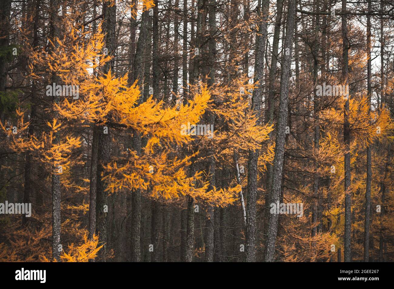 Larch trees tree autumn yellow hi-res stock photography and images - Alamy