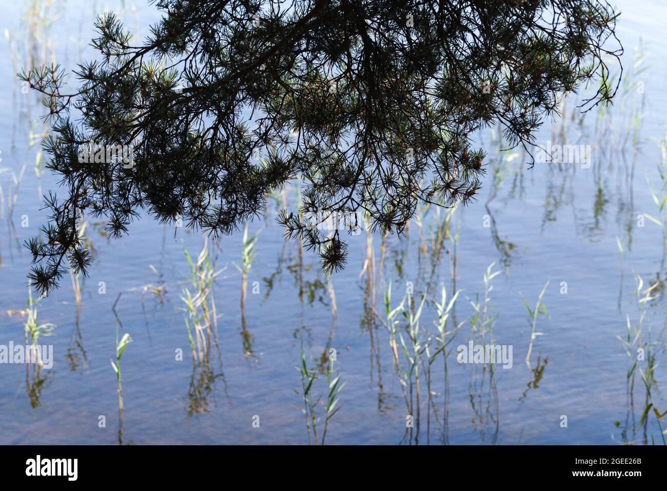 Silhouette of a pine tree branch over coastal water with green reed ...