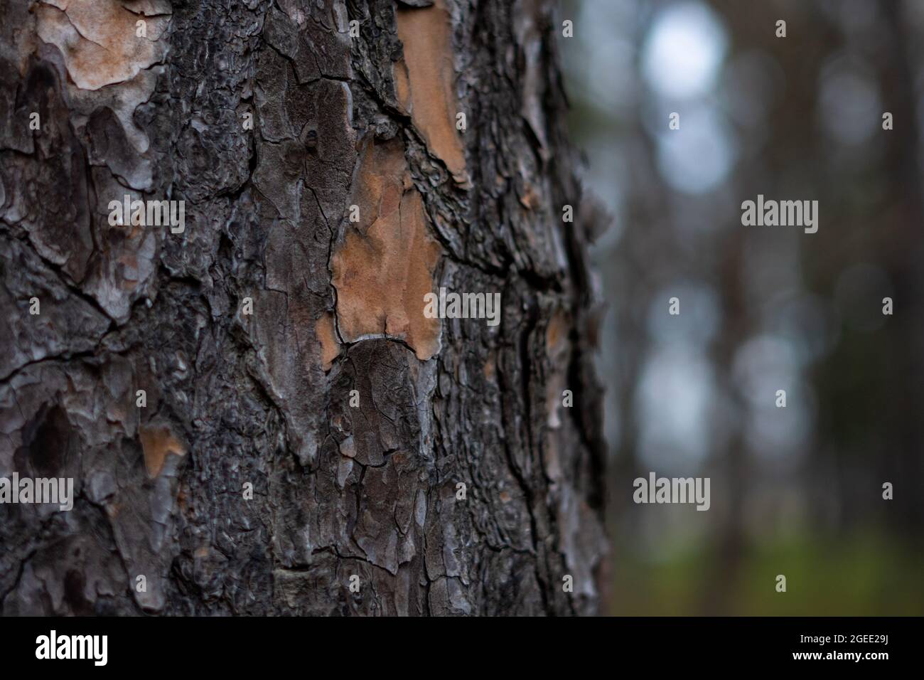 Closeup of a wide tree trunk in a dark forest with damaged bark on a ...