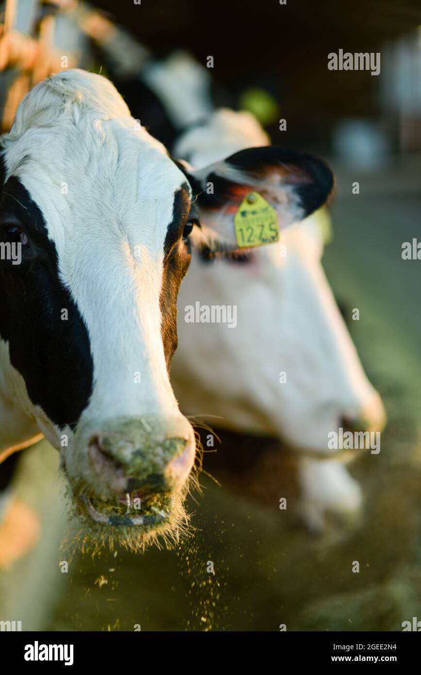 Holstein friesian cow barn hi-res stock photography and images - Alamy