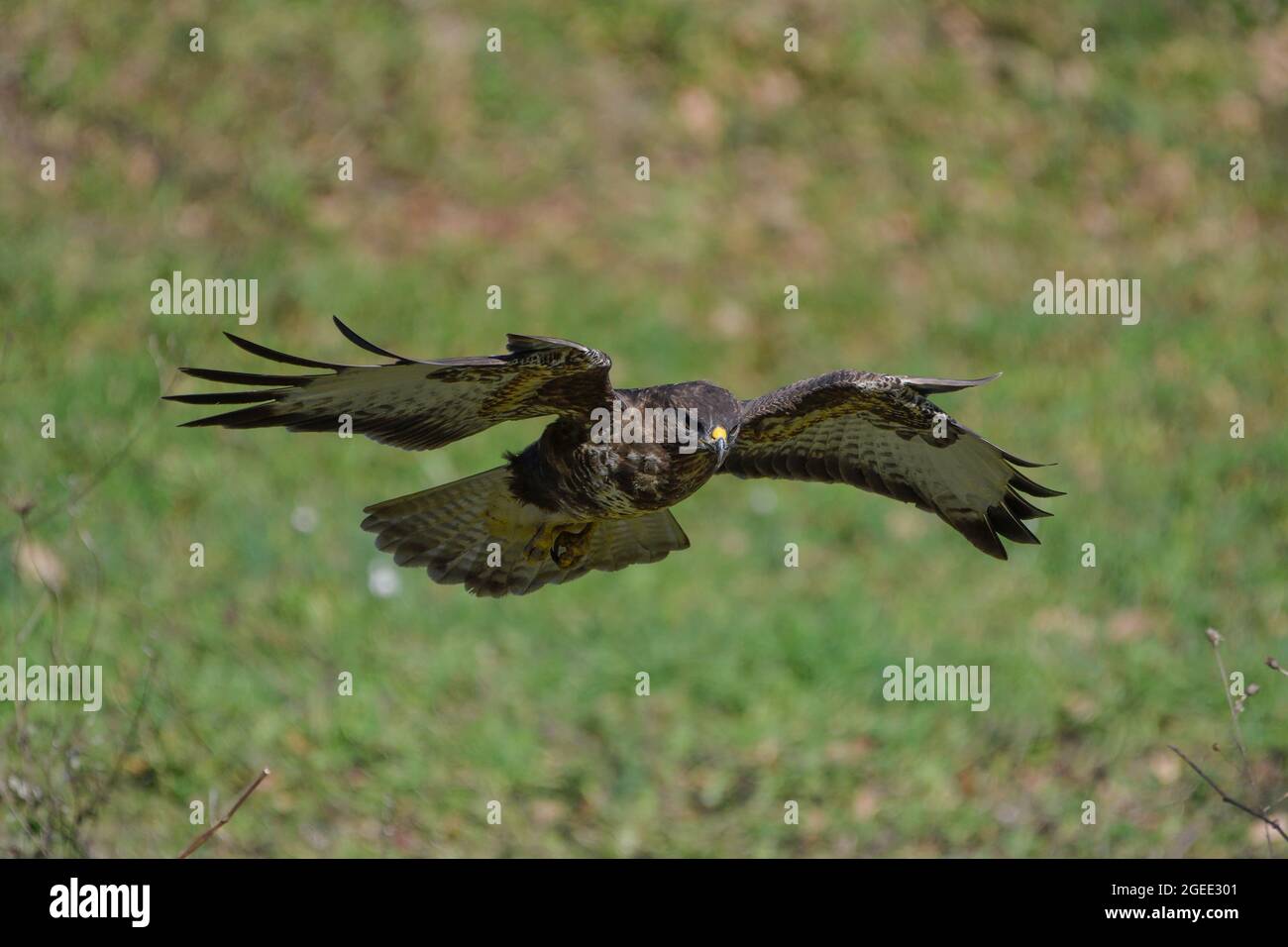 Animales rapaces hi-res stock photography and images - Alamy