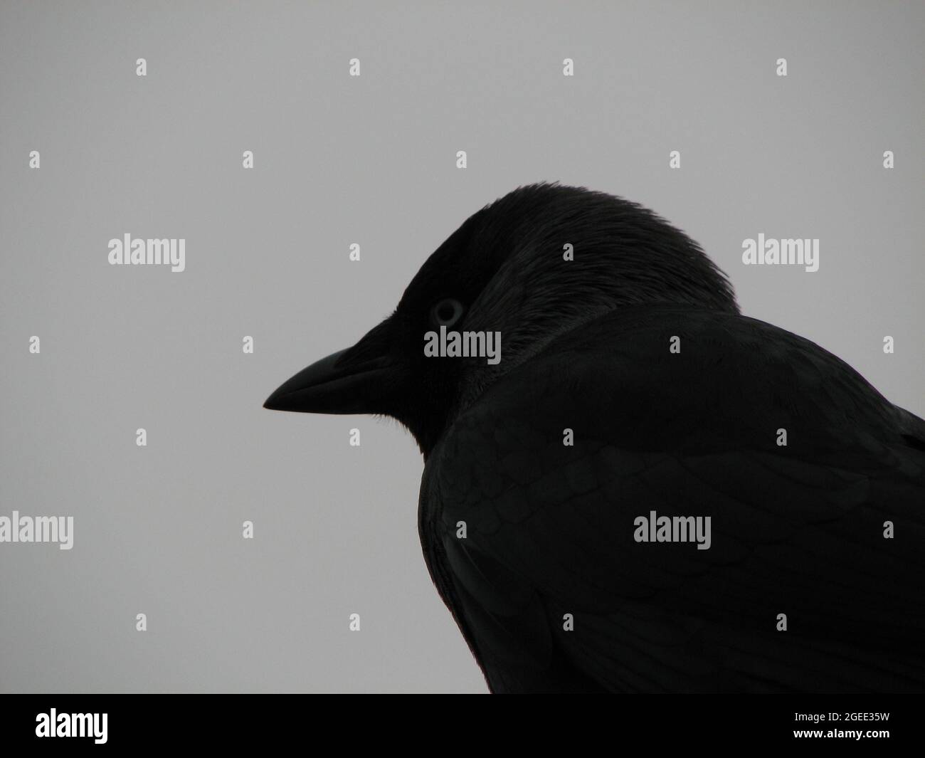 Monochrome image of a crow, side-view Stock Photo - Alamy