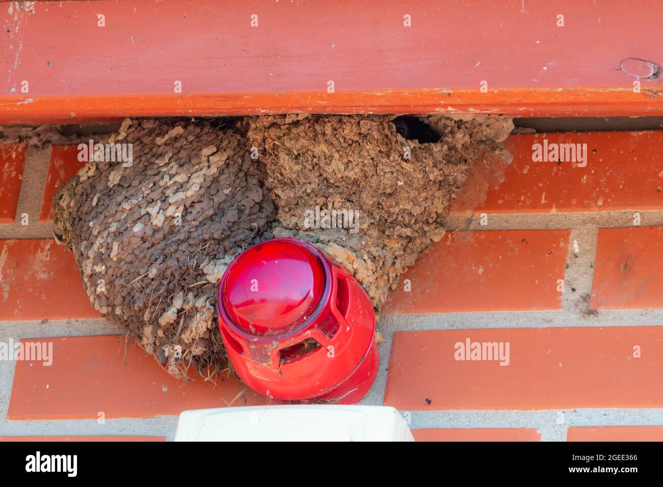 Common house martin nest near alarm system- Delichon urbicum Stock ...
