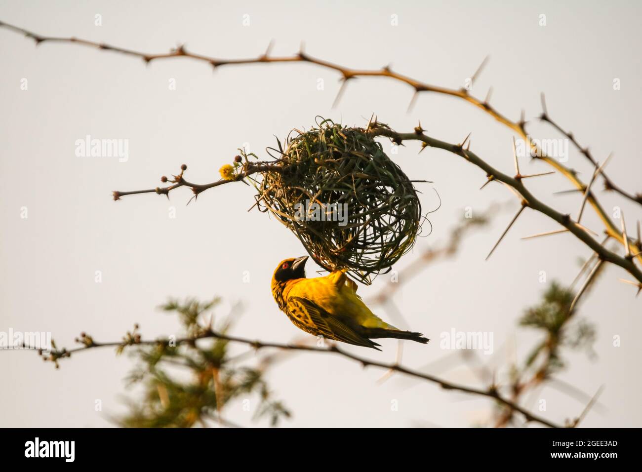 African southern masked Weaver bird building nest in South Africa ...