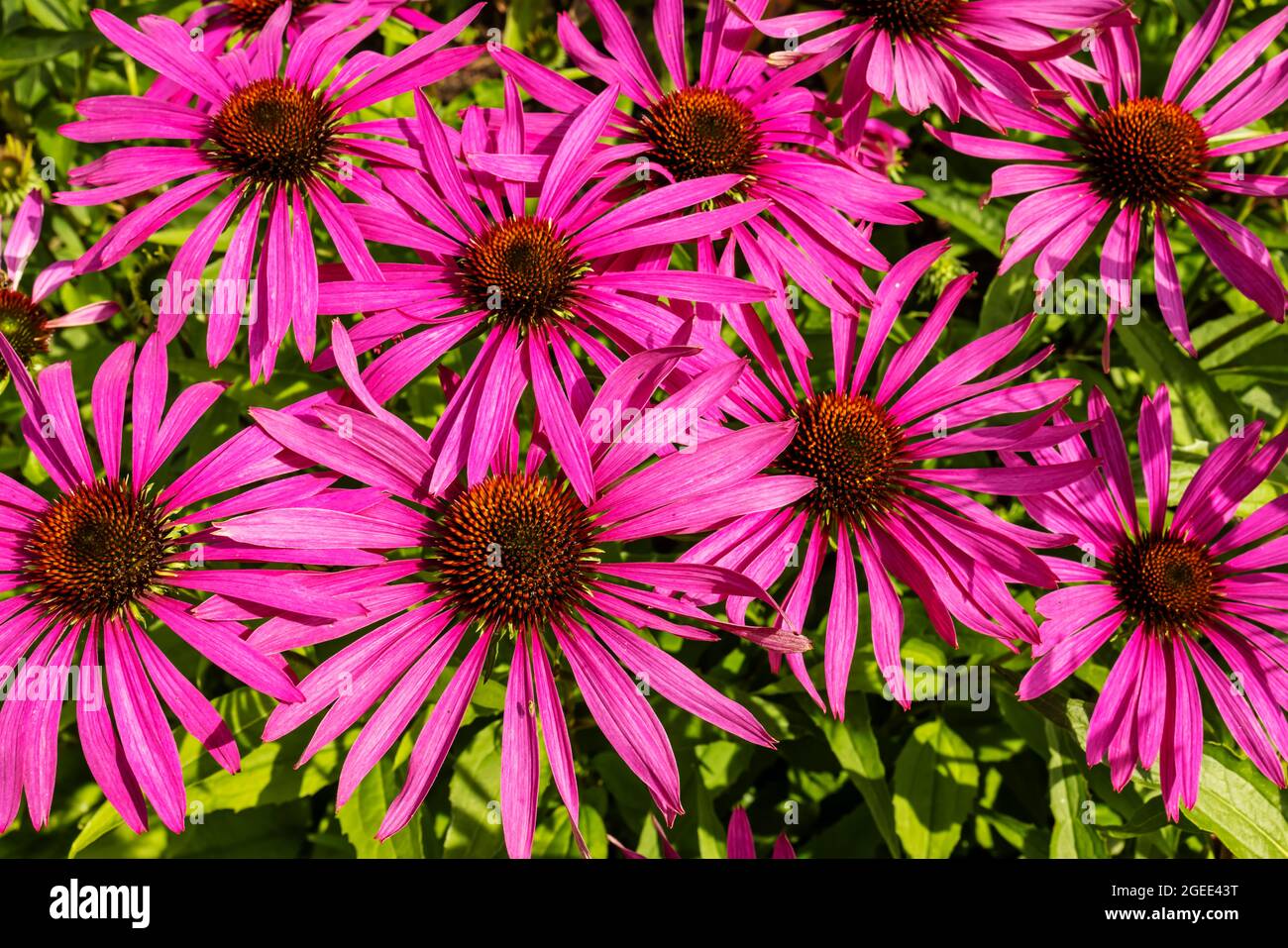 Close-up of Echinacea purpurea also purple coneflower heads forming a ...