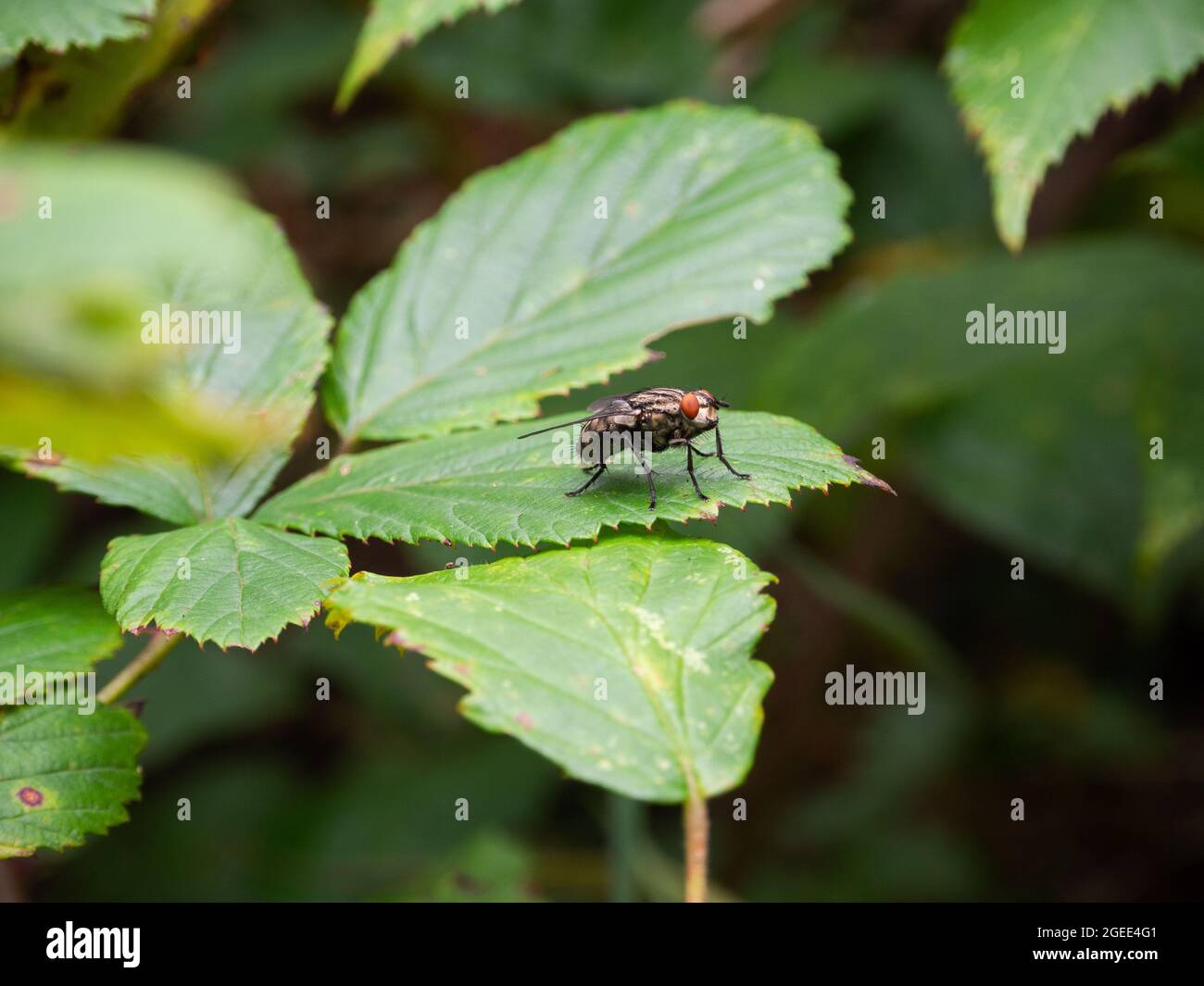 Insect up close hi-res stock photography and images - Alamy
