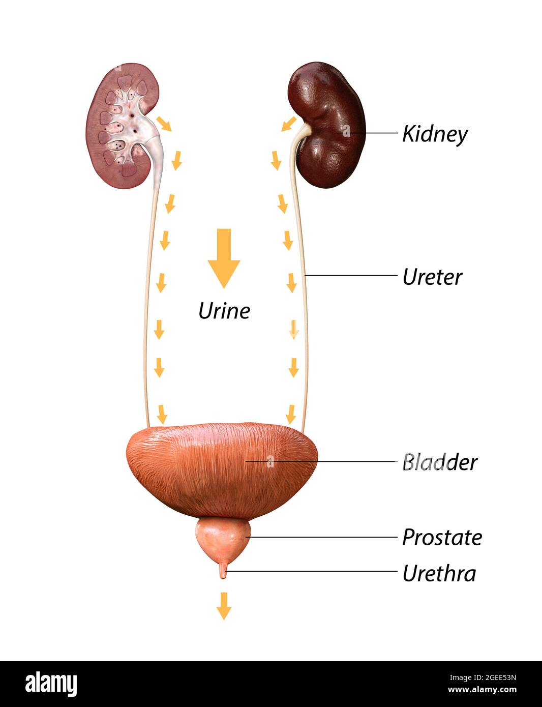 Prostate Draining