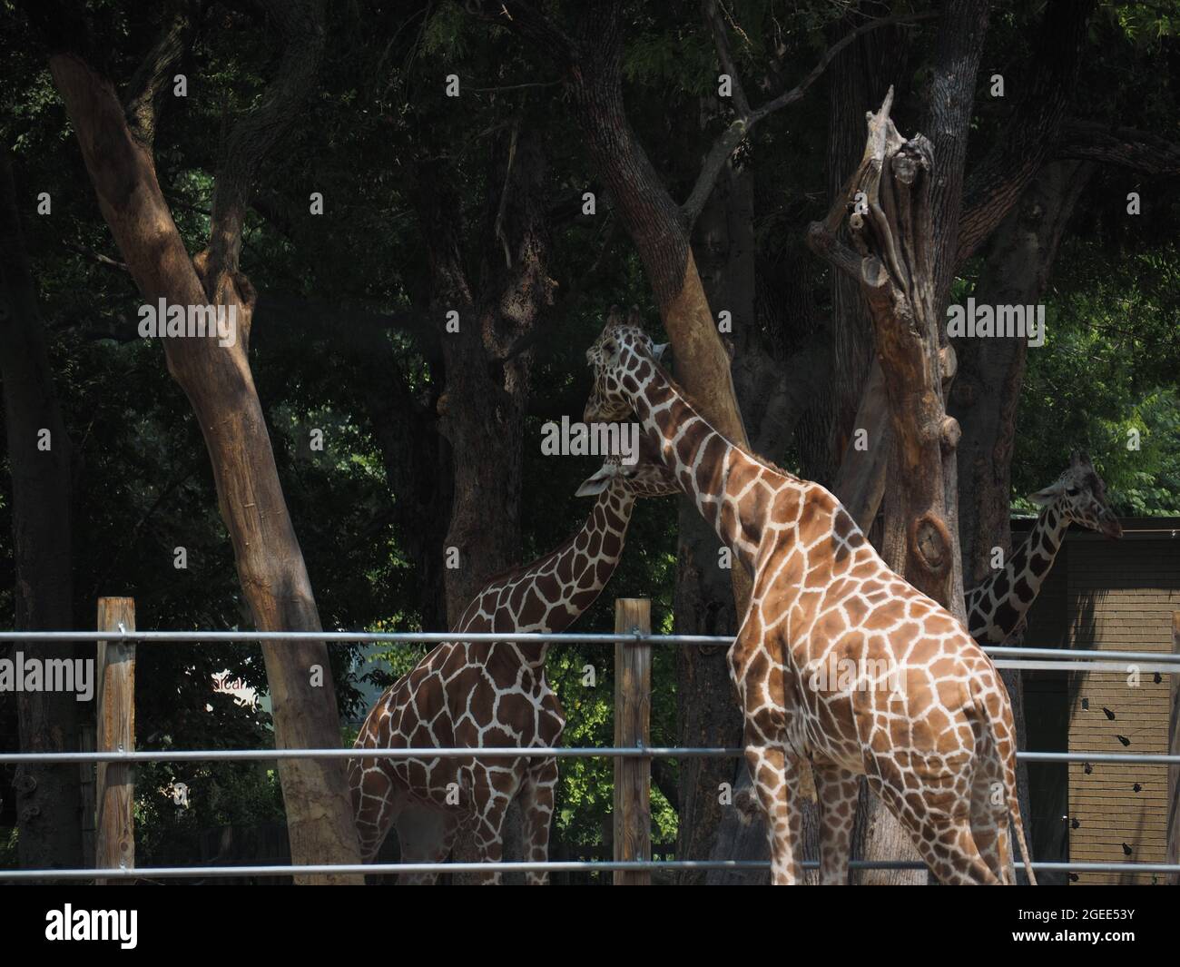 Group of giraffes in a cage in Topeka Zoo, Kansas, United States Stock ...