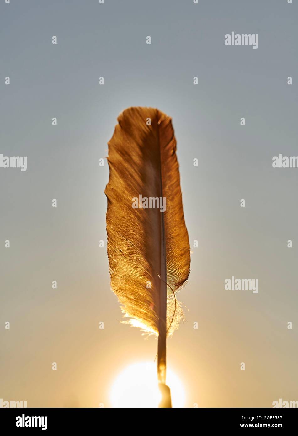 bird feather in the rays of the setting sun against the sky Stock Photo ...