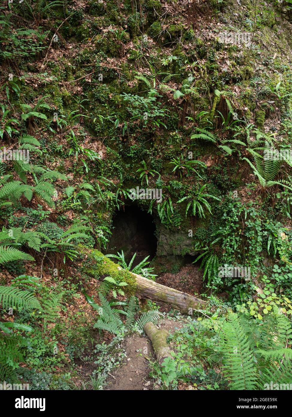 Cavity in the ground, chasm in the forest Stock Photo - Alamy