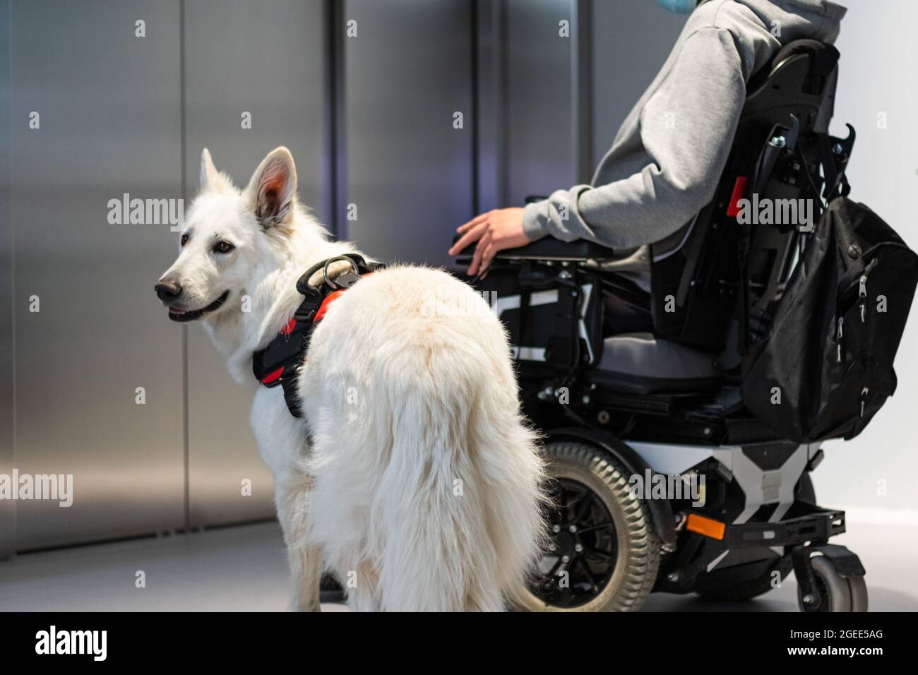 Service dog giving assistance to disabled person on wheelchair Stock ...