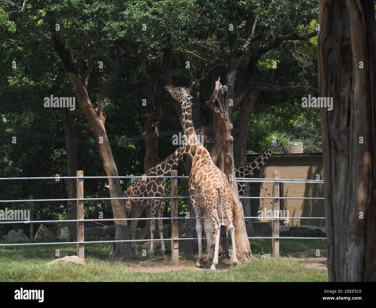 Group of giraffes in a cage in Topeka Zoo, Kansas, United States Stock ...