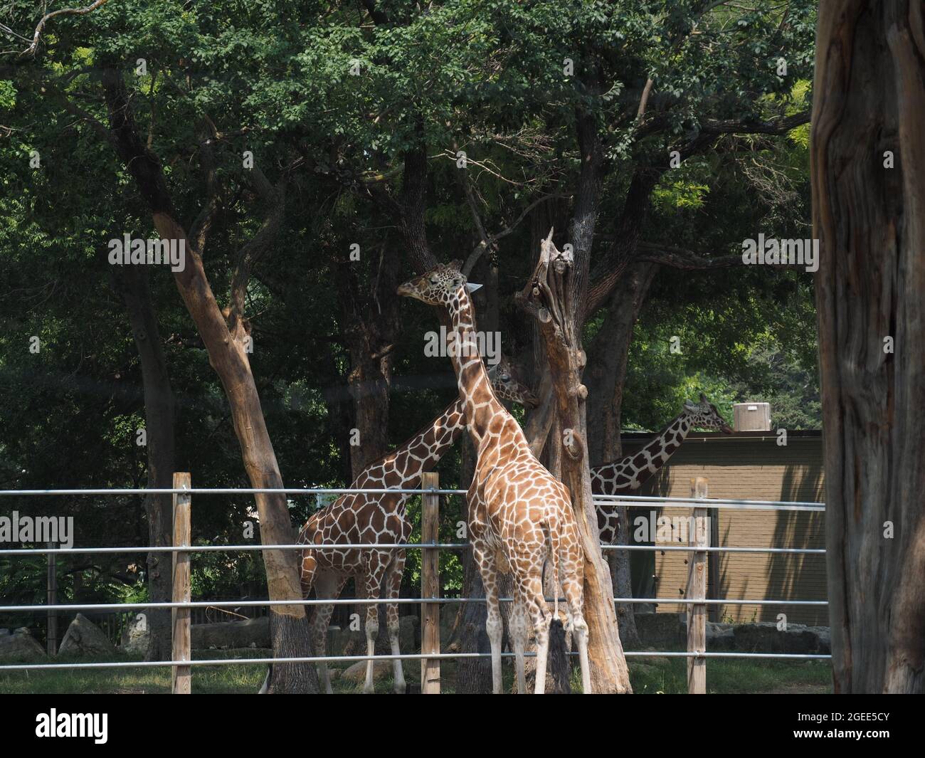Group of giraffes in a cage in Topeka Zoo, Kansas, United States Stock ...