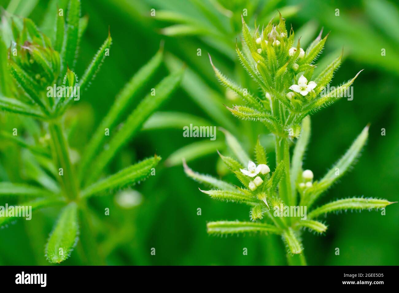 Cleavers Galium Aparine Also Known As Goosegrass Or Sticky Willie Close Up Showing The Tiny