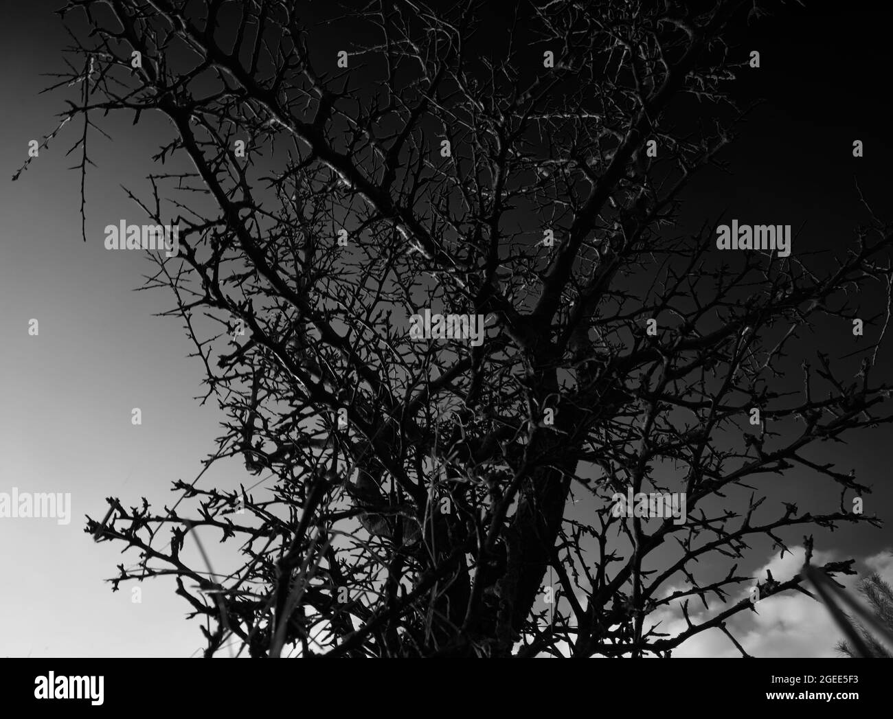 Thorny bush Black and White Stock Photos & Images - Alamy