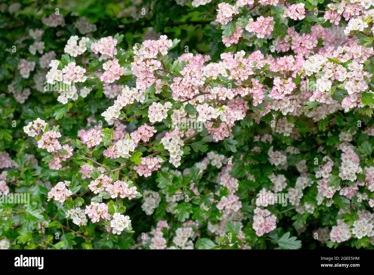 Hawthorn (crataegus monogyna), also known as May Tree or Whitethorn, a ...