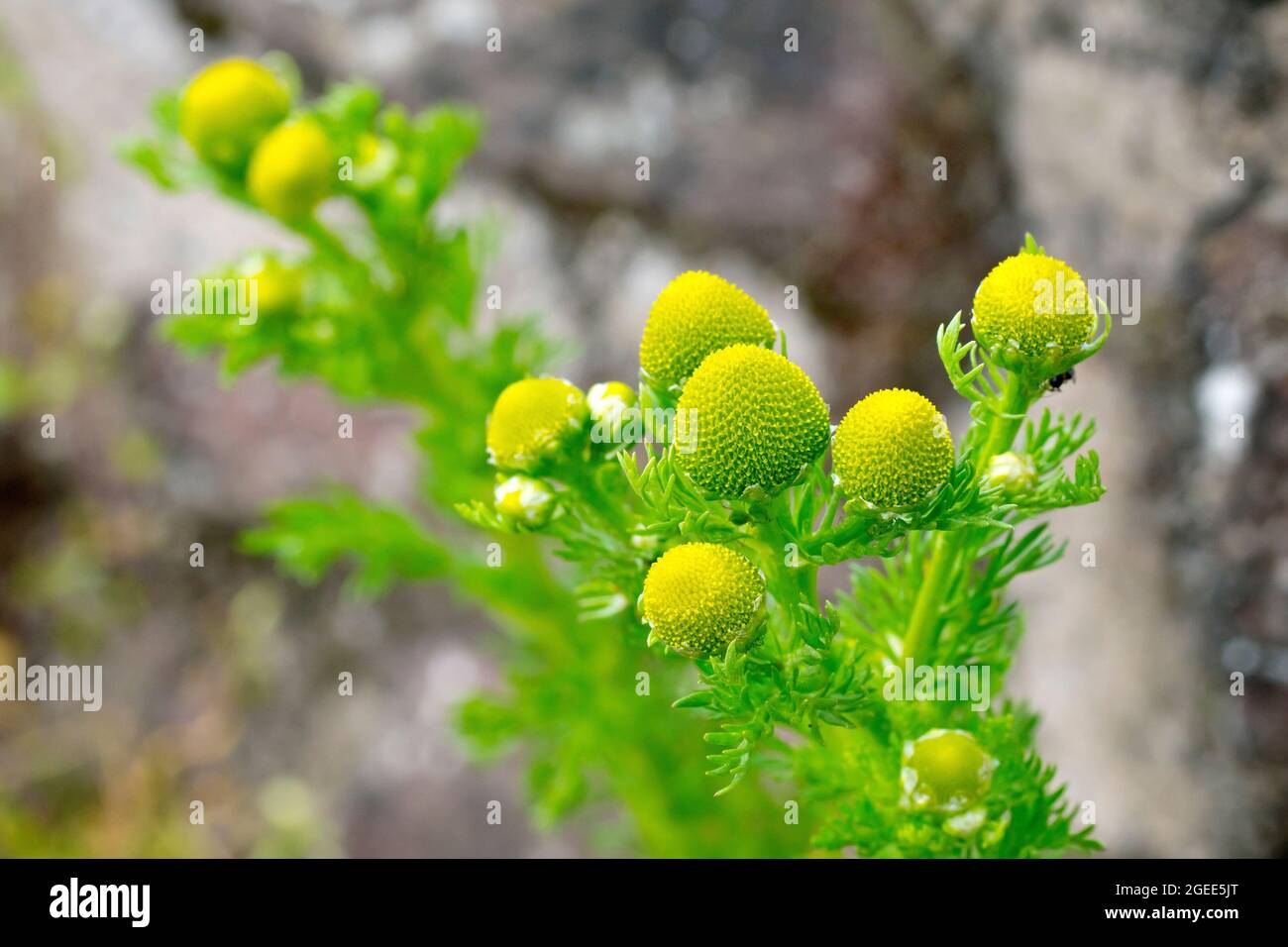 Pineappleweed (matricaria matricarioides), also known as Pineapple ...