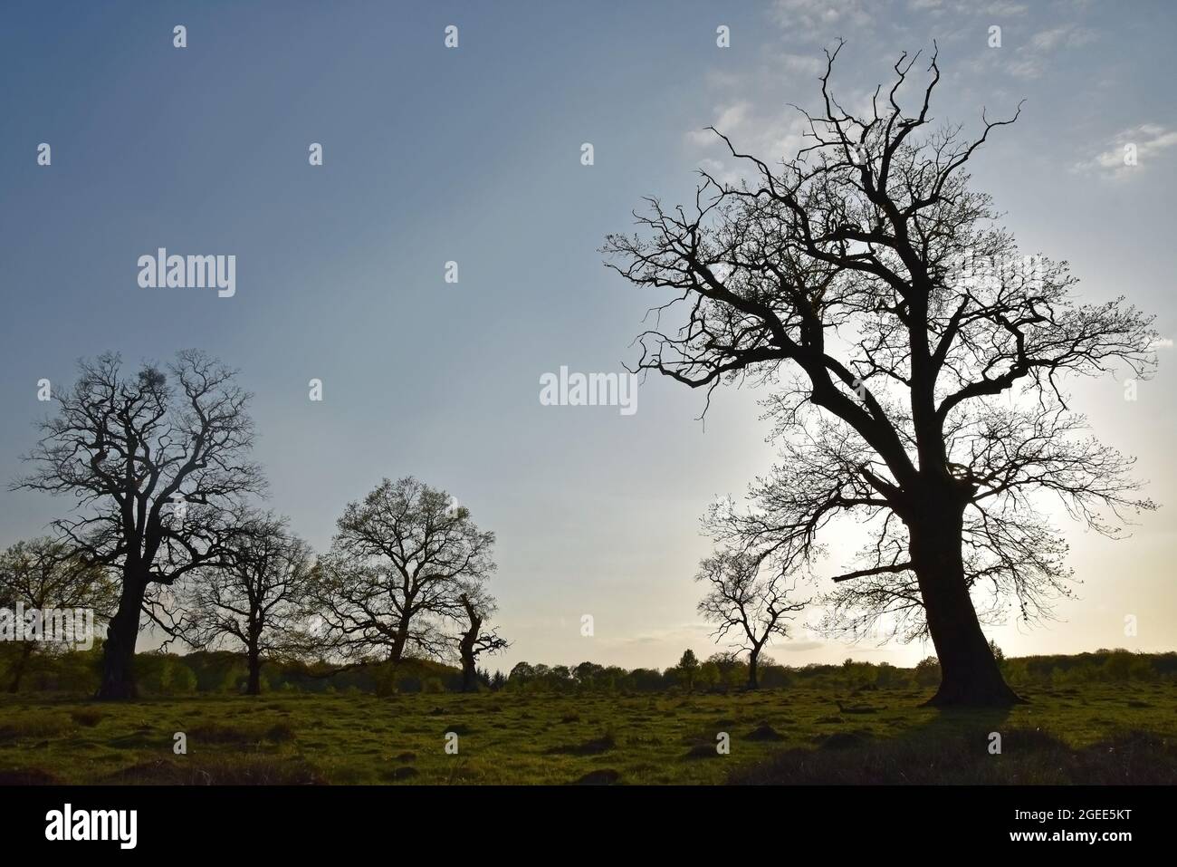 Branches of dry tree at sunset Stock Photo - Alamy