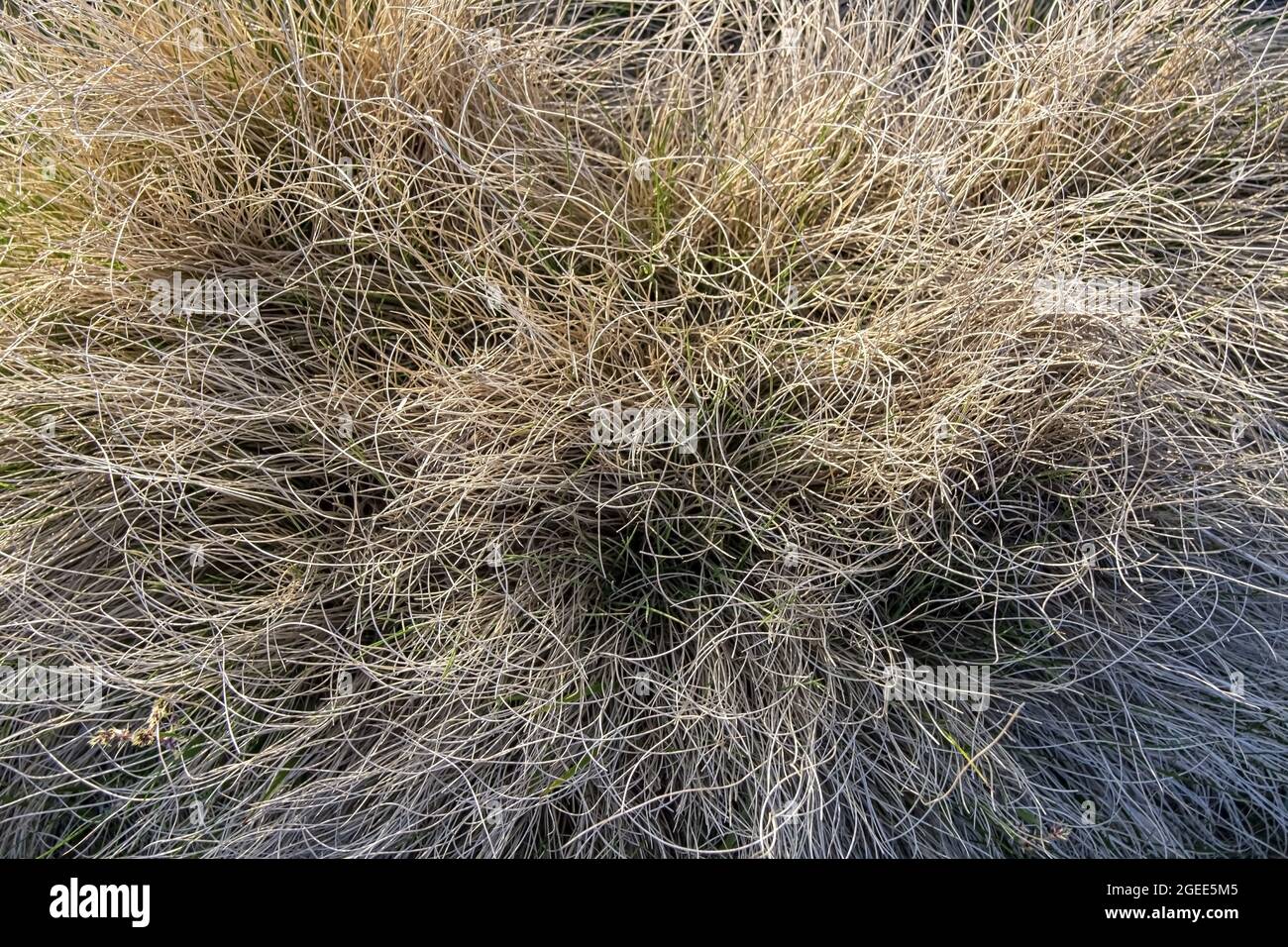 Dry grass textures hi-res stock photography and images - Alamy