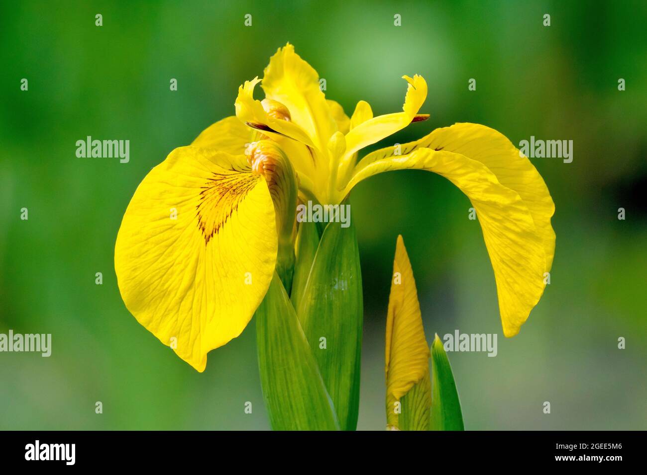 Yellow Iris (iris pseudacorus), also known as Yellow Flag, close up of ...