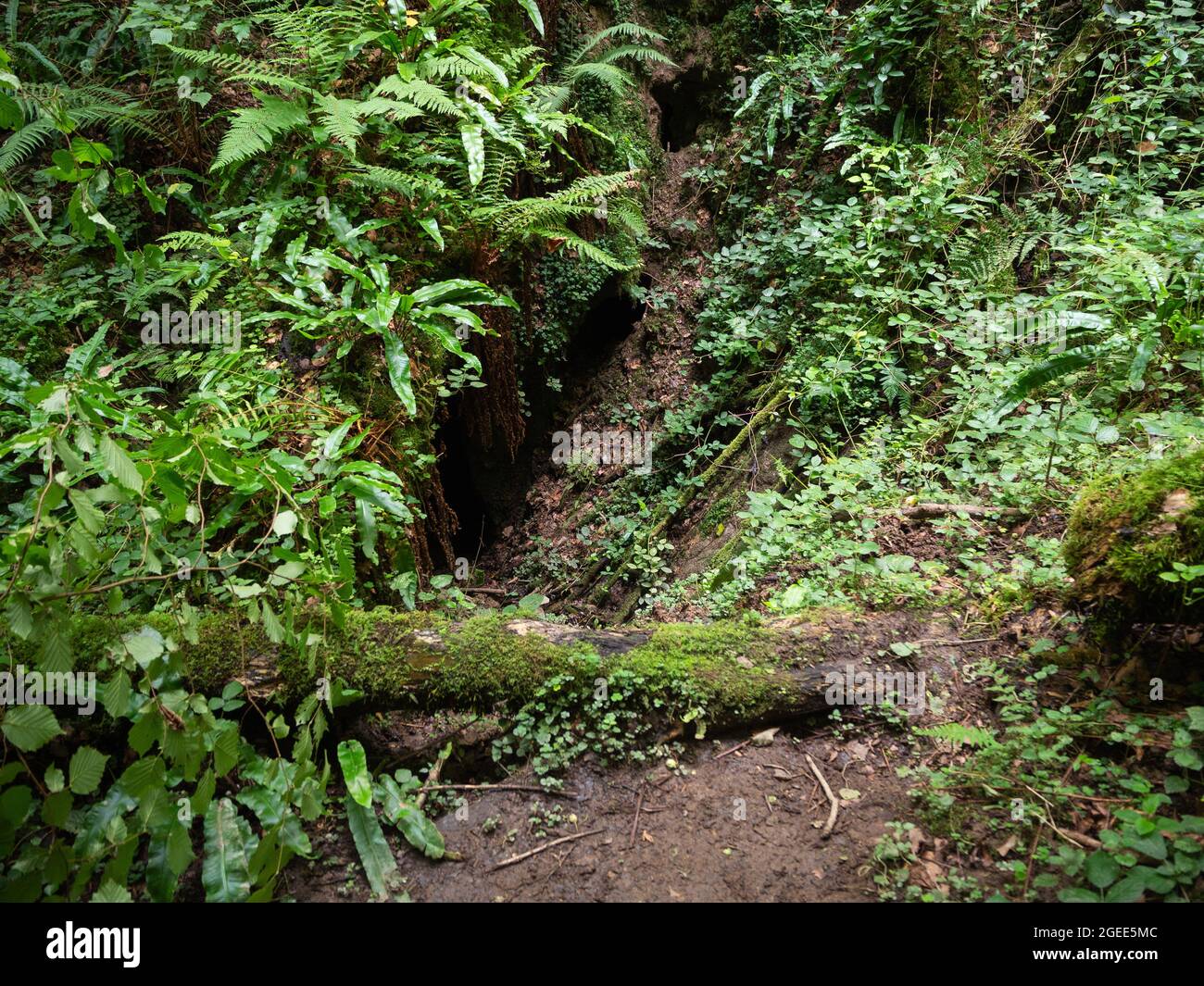 Cavity in the ground, chasm in the forest Stock Photo - Alamy