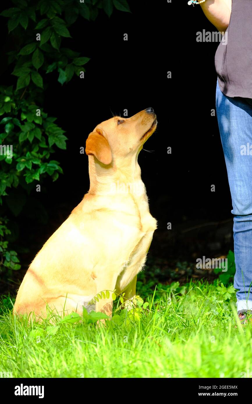 Handsome woman Plays with her Happy Golden labrador Retriever Dog on ...