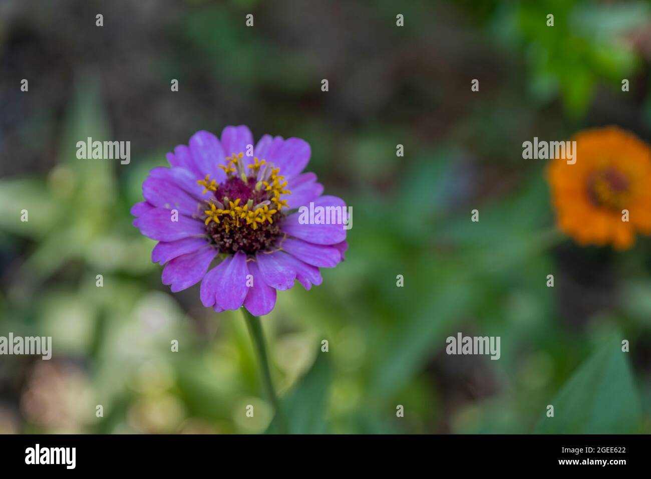 Closeup shot of a purple zinnia flower Stock Photo - Alamy