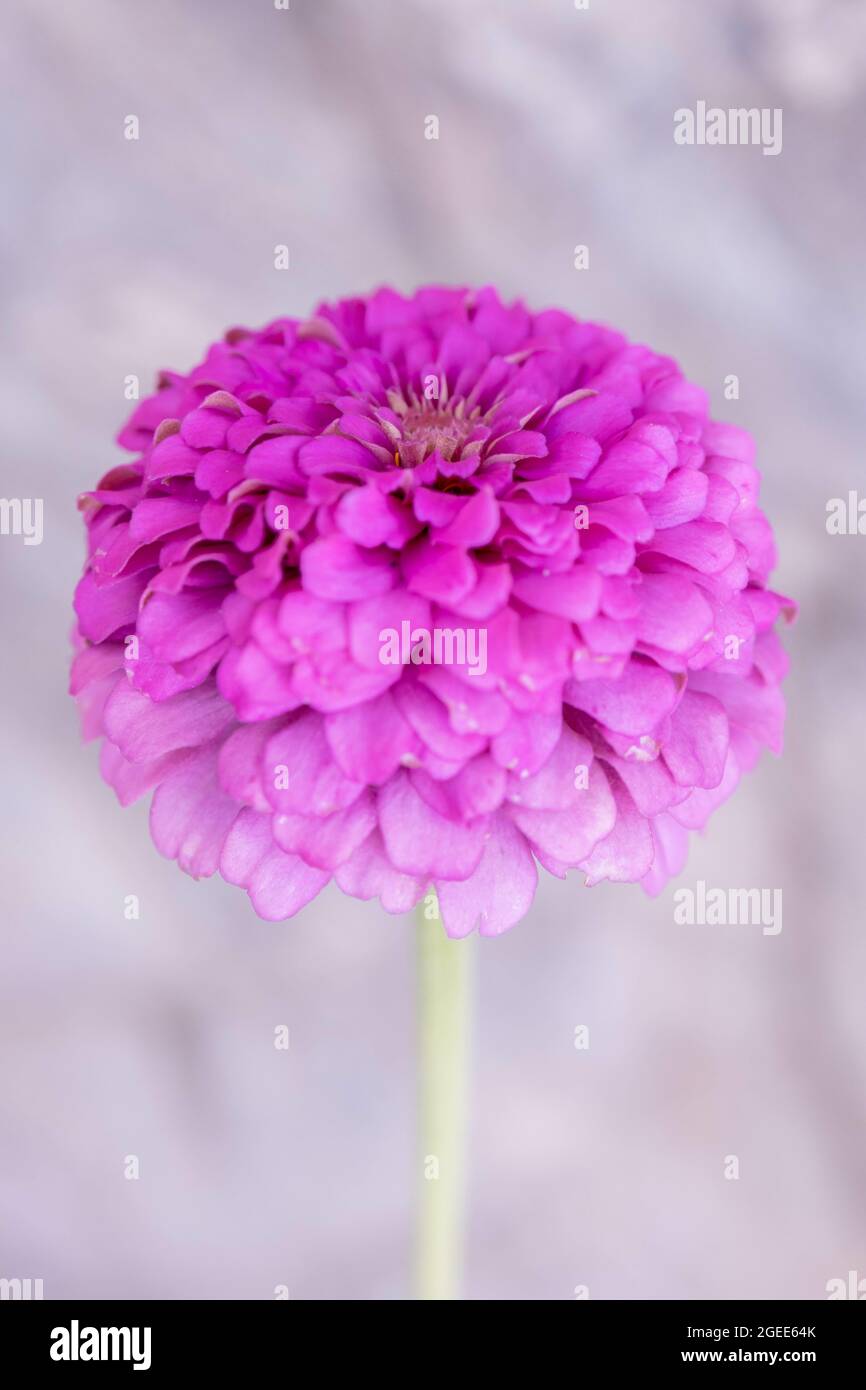 Shallow focus shot of a pink dahlia flower Stock Photo - Alamy