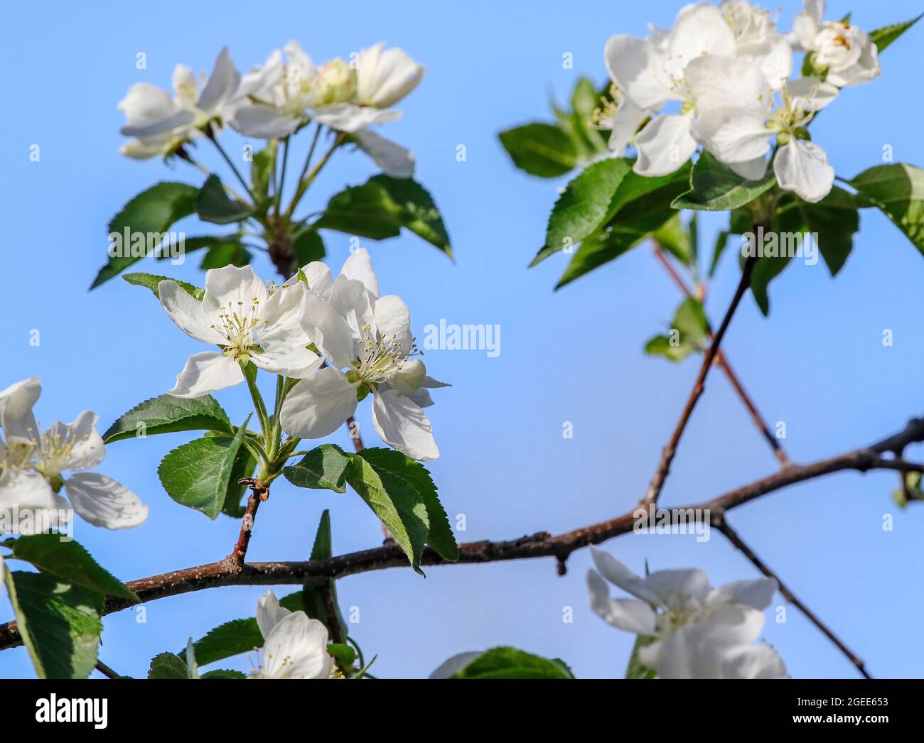 White Apple Tree blossoms symmetrically lined up against a pretty blue ...