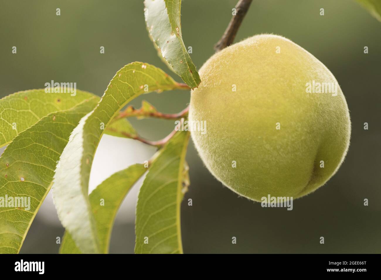 Closeup shot of a growing green peach and leaves on a blurry background ...