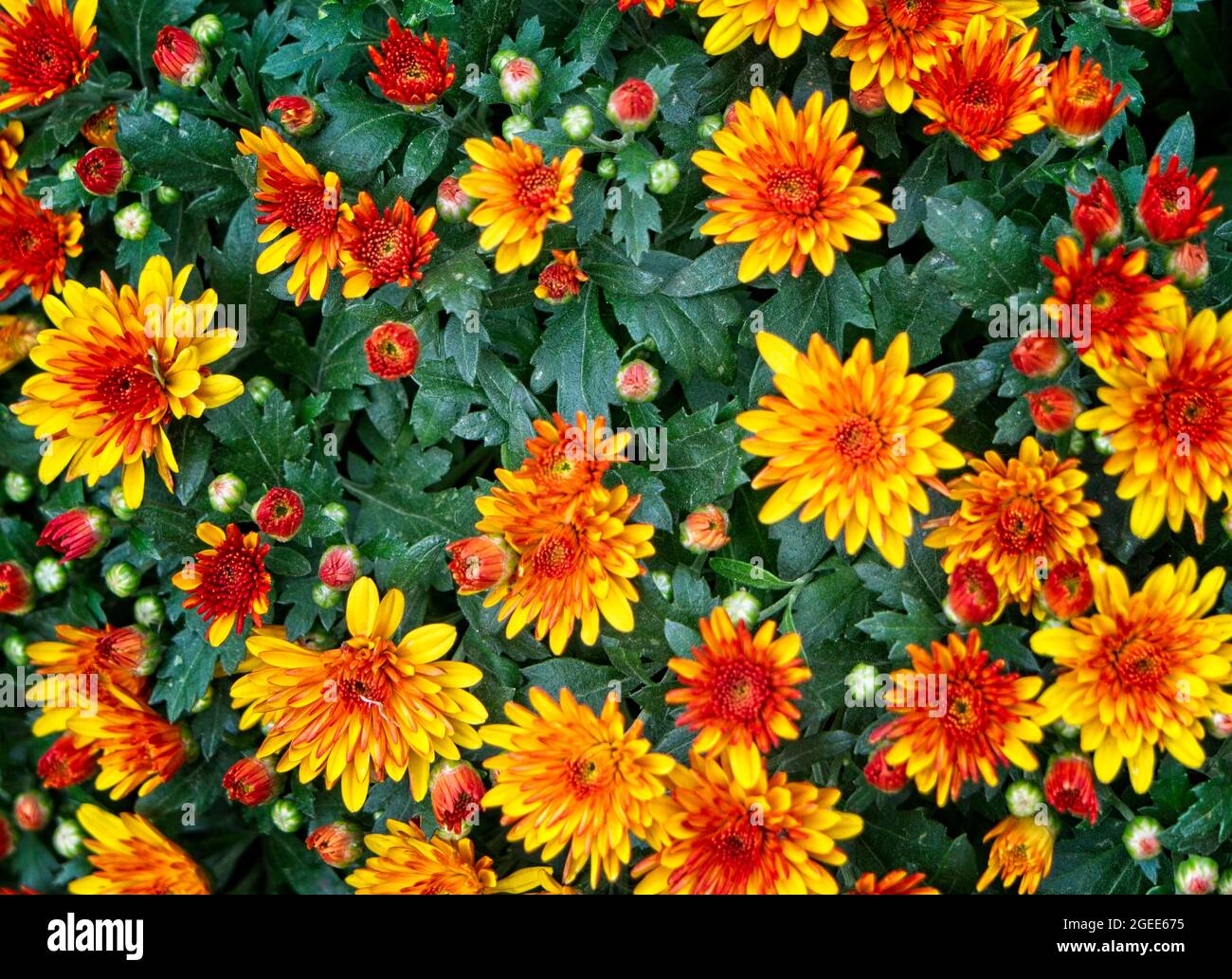 Cluster of sunflowers hi-res stock photography and images - Alamy