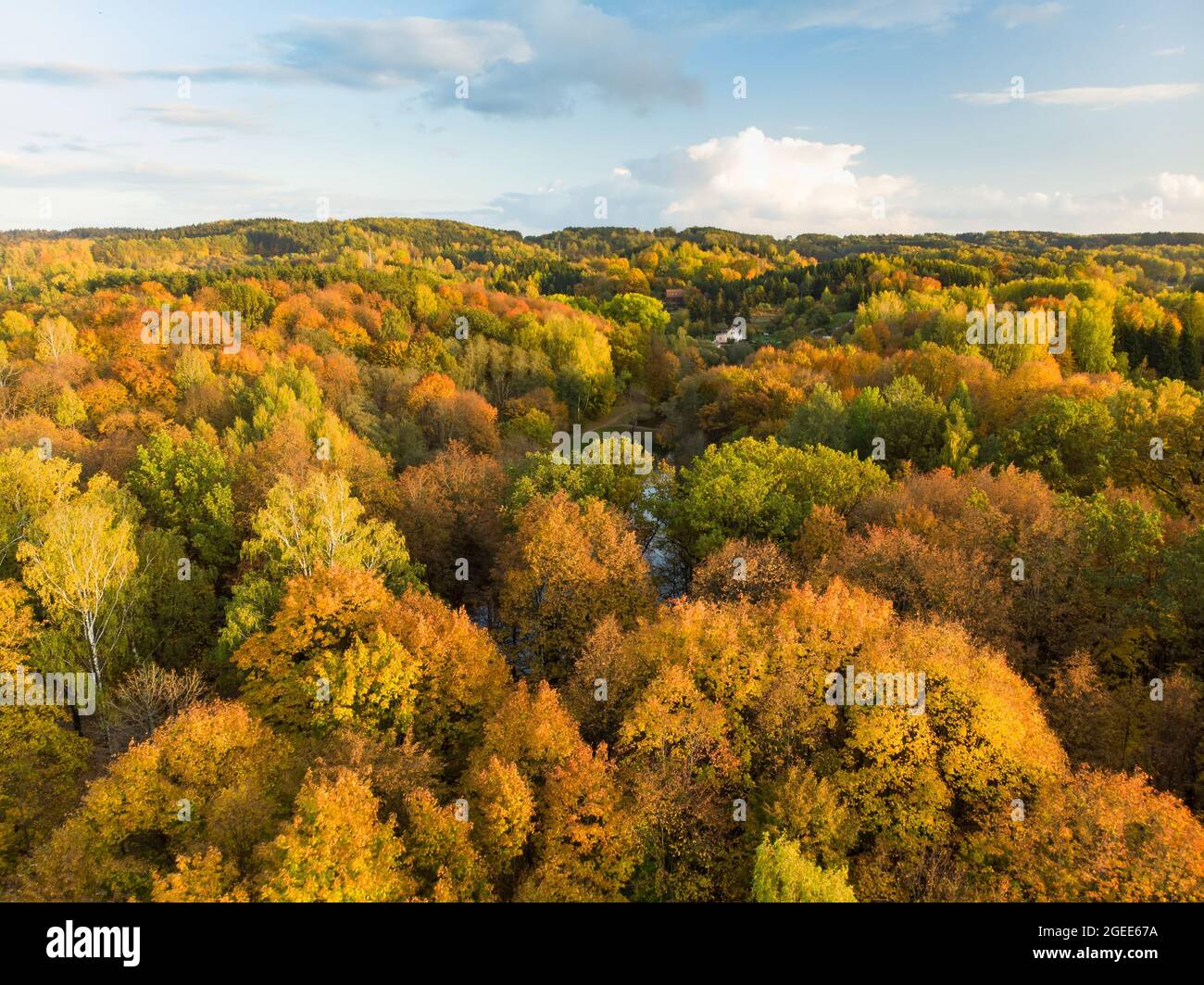 Aerial view of autumn forest with green and yellow trees. Mixed ...