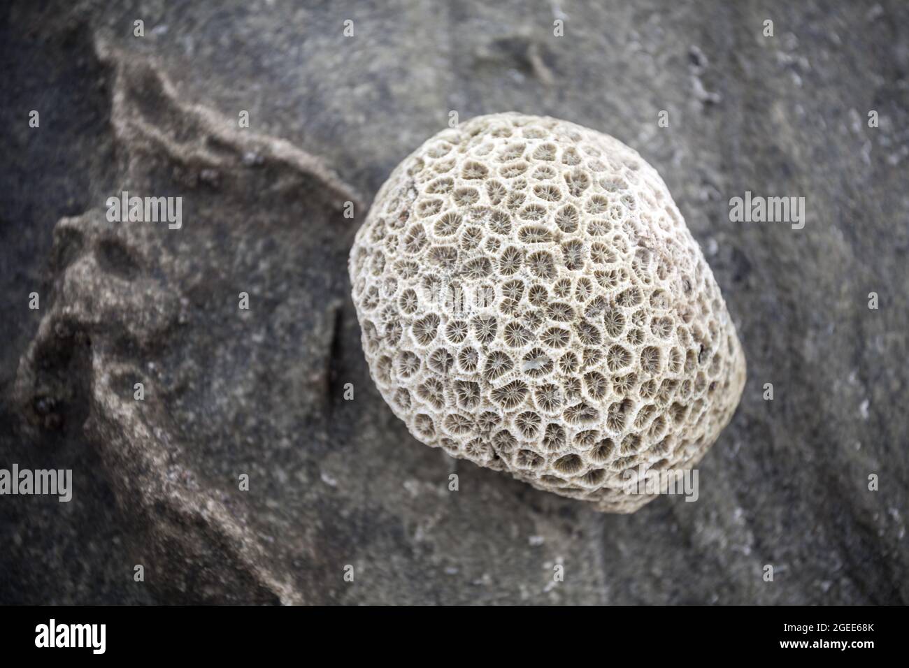 shell stone on borneo - malaysia Stock Photo - Alamy