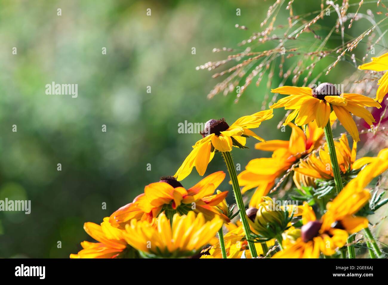 A grouping of Black Eyed Susan flowers of differing heights, creating ...