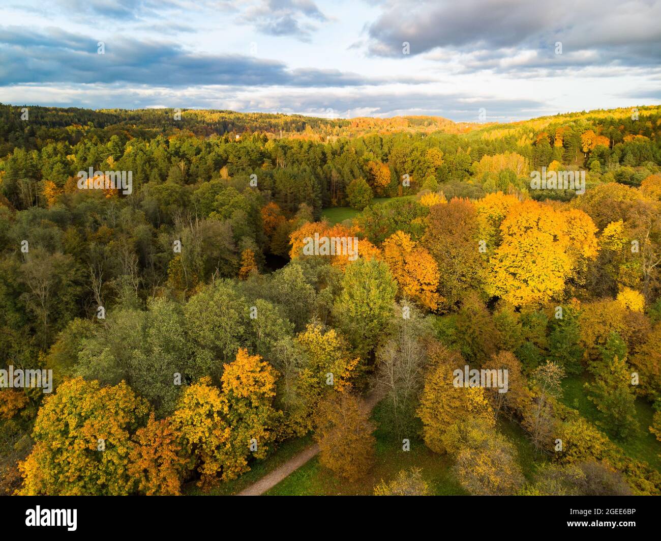 Aerial view of autumn forest with green and yellow trees. Mixed ...