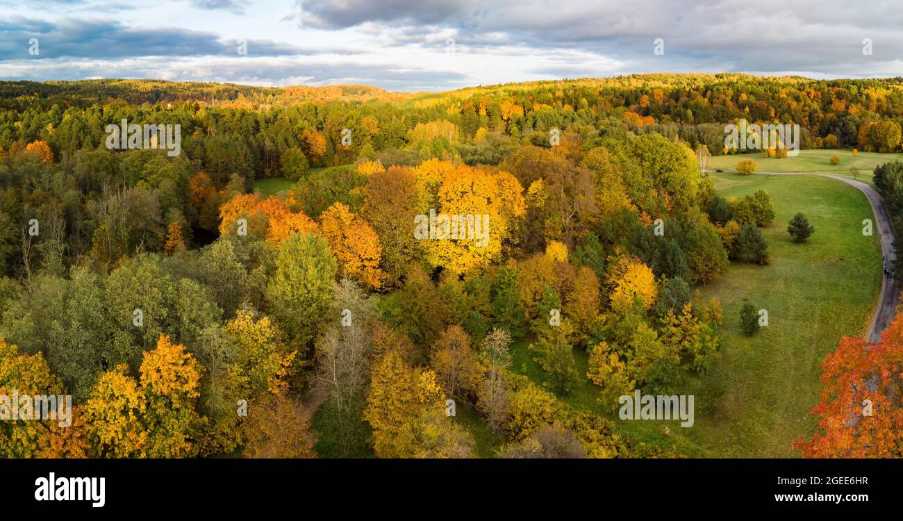 Aerial view of autumn forest with green and yellow trees. Mixed ...