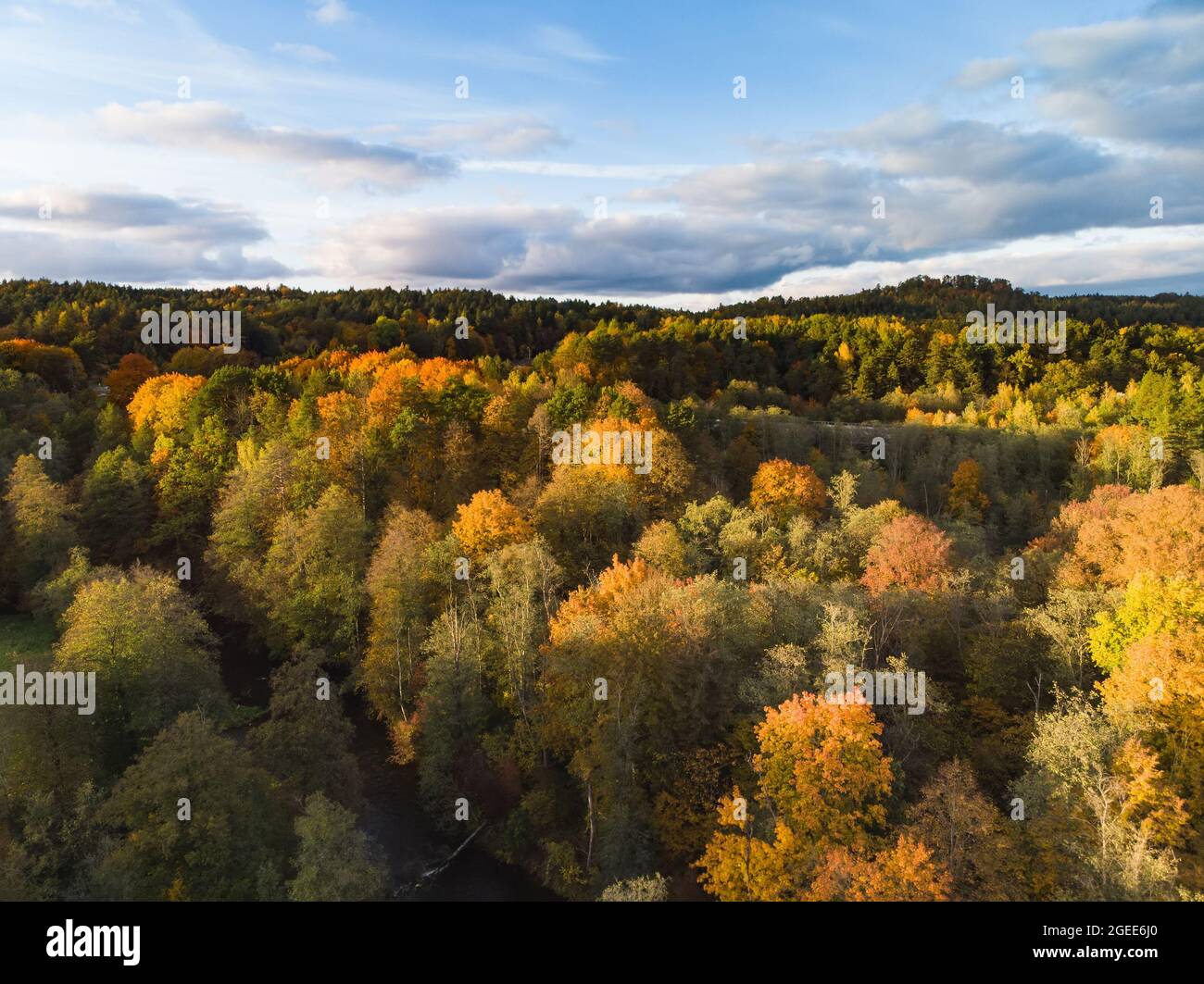 Aerial view of autumn forest with green and yellow trees. Mixed ...