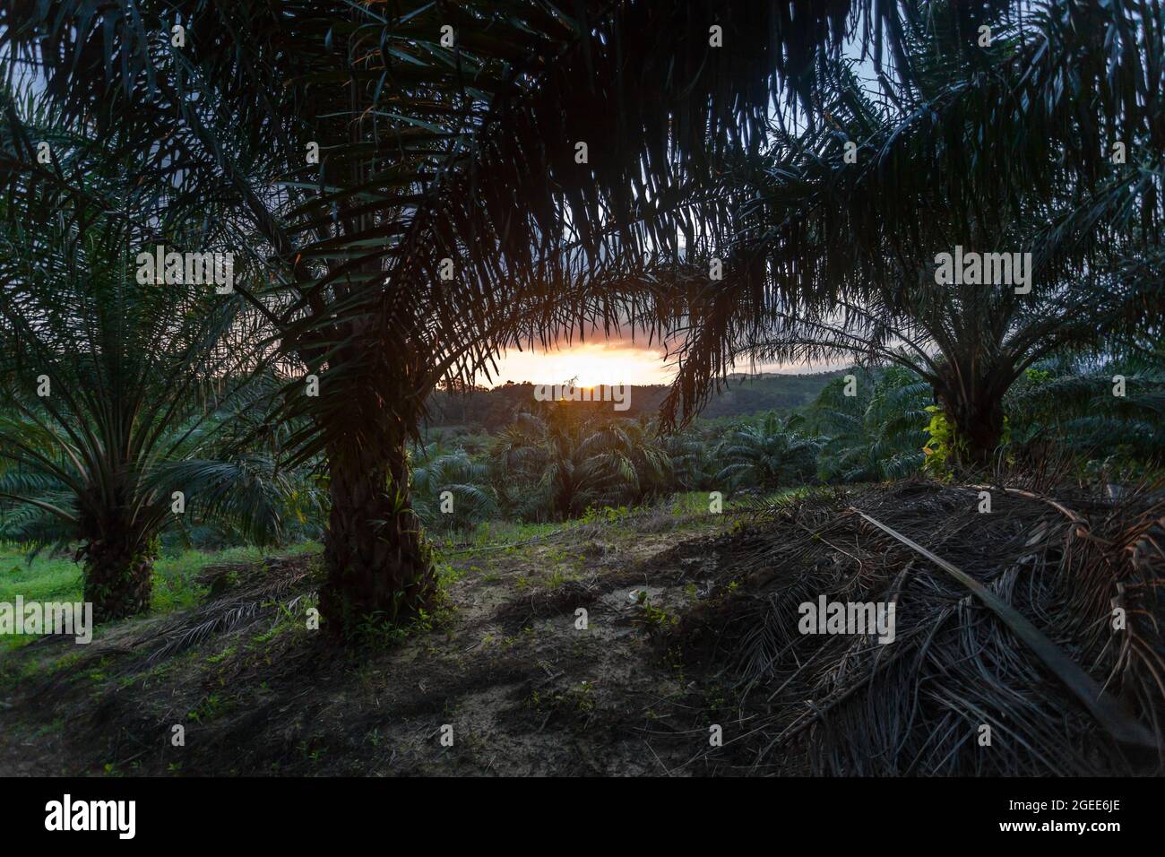 sundown view of borneo - malaysia Stock Photo - Alamy